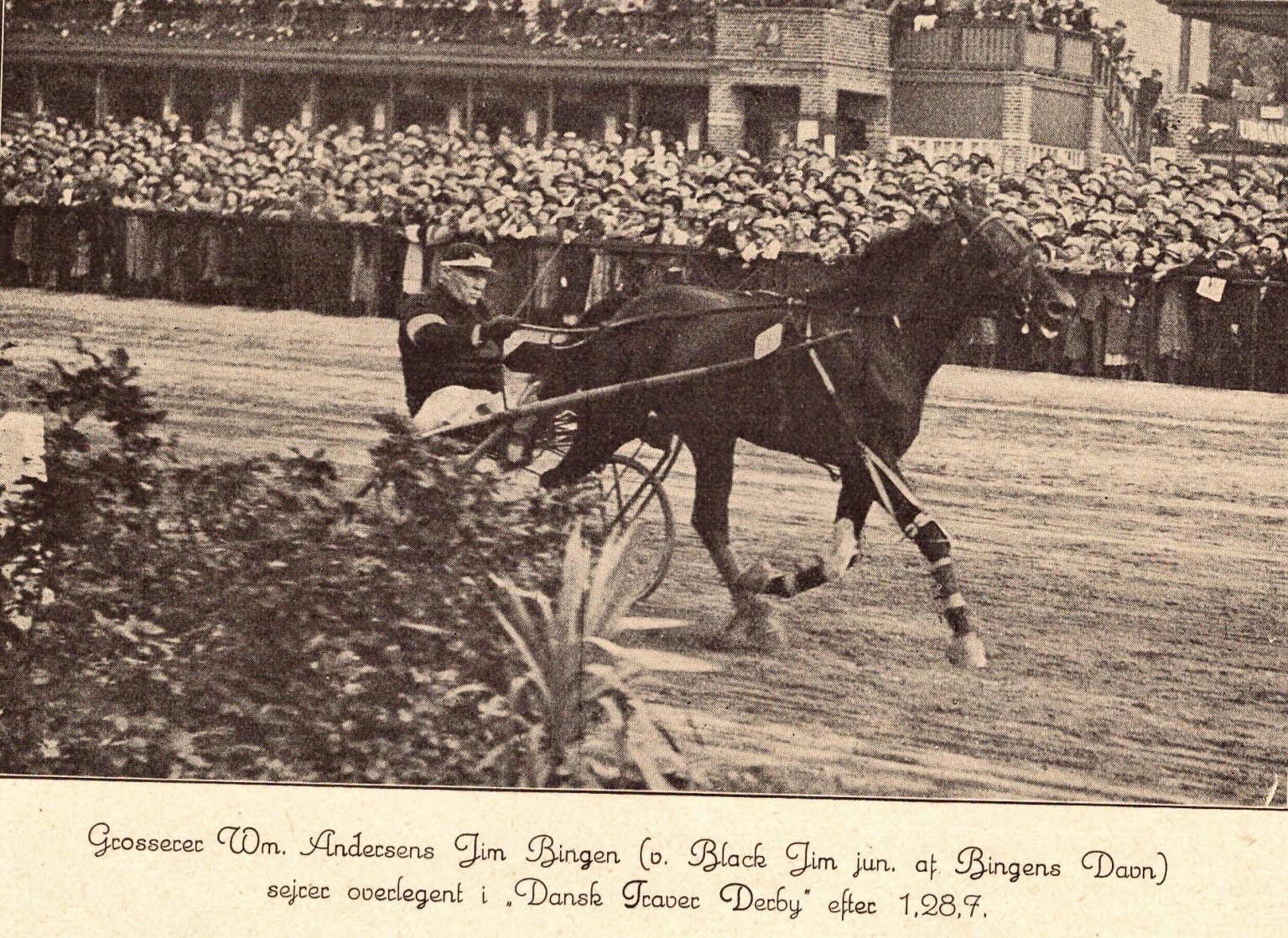 Født i Tyskland men blev dansk derbyvinder – Travsportshistorie.dk